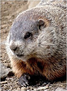 Punxsutawney PETA: Animal Rights Organization Wants Town To Use Robotic ...
