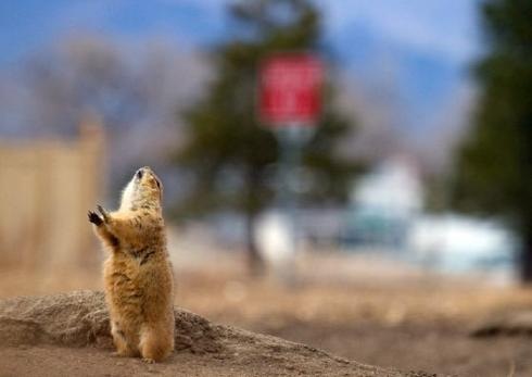 The Pious Prairie Dog – JONATHAN TURLEY