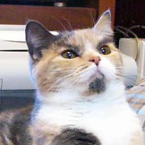 Who Does This Cat Look Like? – JONATHAN TURLEY