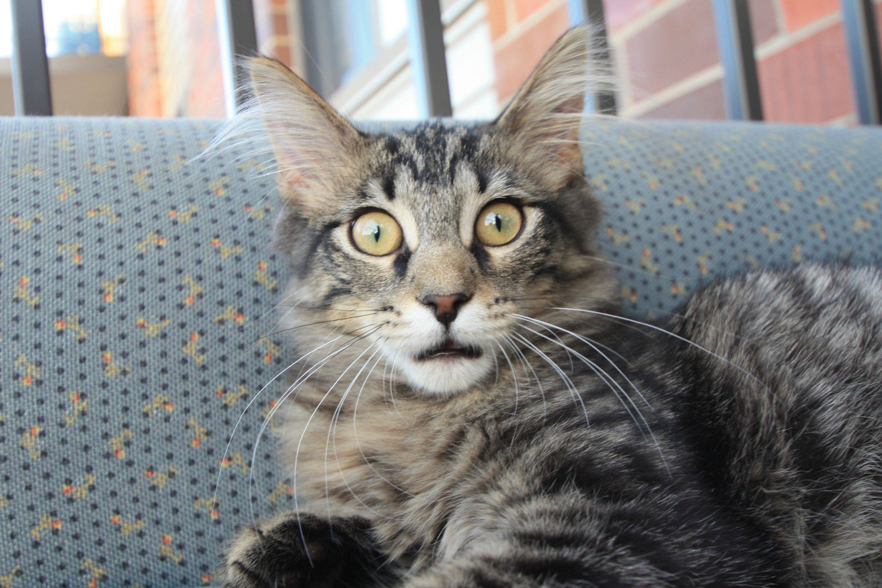 The Kitty Claude Rains – JONATHAN TURLEY