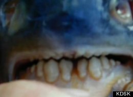 “Ball Cutter” Fish Found In Illinois Lake – JONATHAN TURLEY