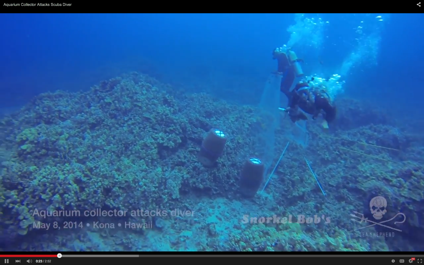 Hawaii Diver Pleads Guilty In Controversial Scuba Attack On ...