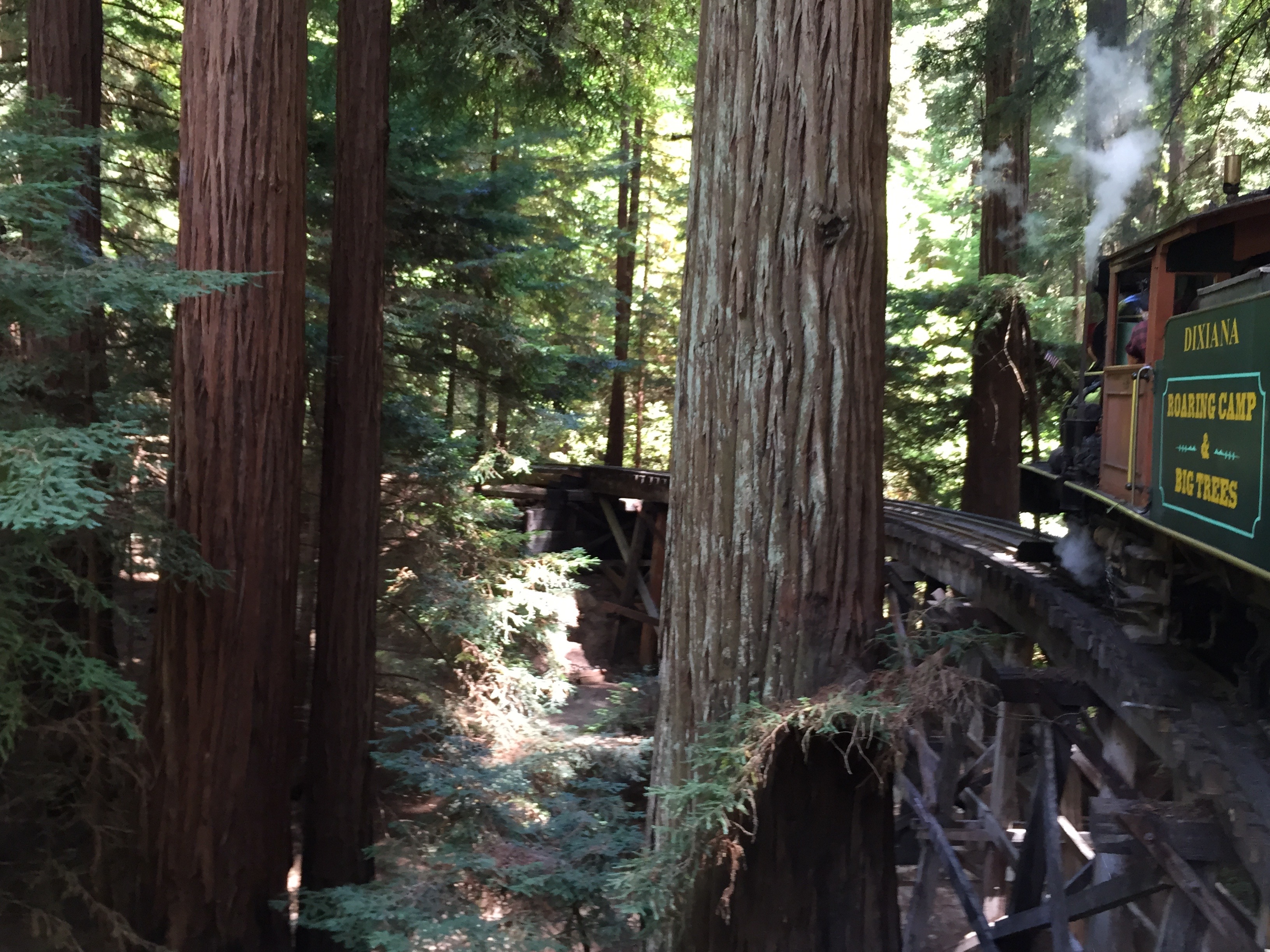 The Roaring Camp and the Beauty of the Redwood Forest – JONATHAN TURLEY
